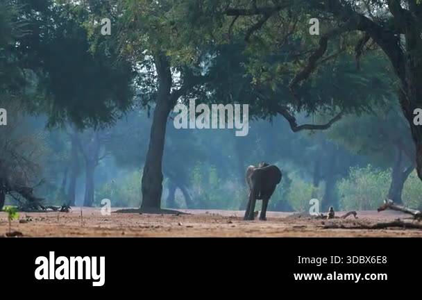 Elephant in the wild Stock Video Footage - Alamy