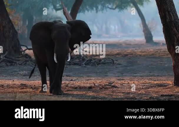 Elephant in the wild Stock Video Footage - Alamy