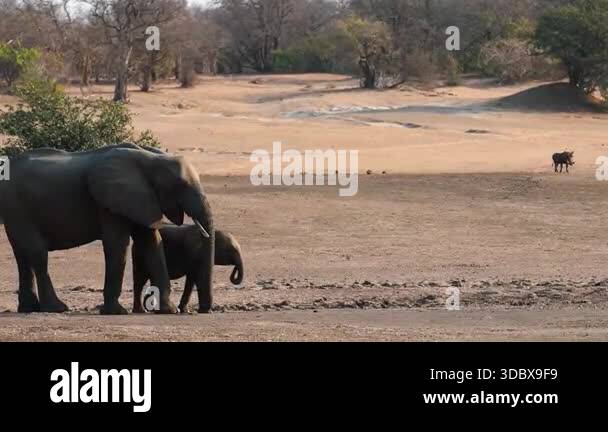 Elephant in the wild Stock Video Footage - Alamy