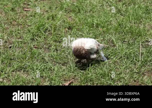 Pigeon foraging in sunlight at a vibrant park landscape during a warm ...