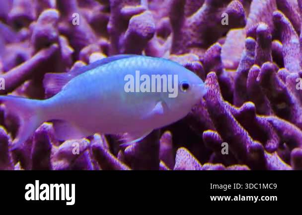 Underwater dance of blue coral fish in vibrant reef habitat during ...