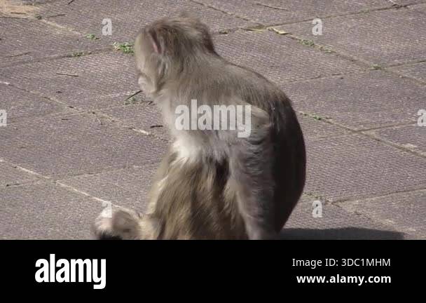 Curious monkey explores its surroundings while playfully grooming ...