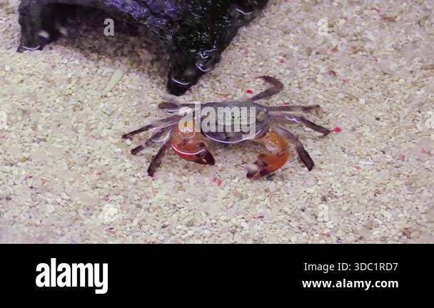 Discover the charming world of a playful crab exploring the sandy beach at sunset Stock Video ...