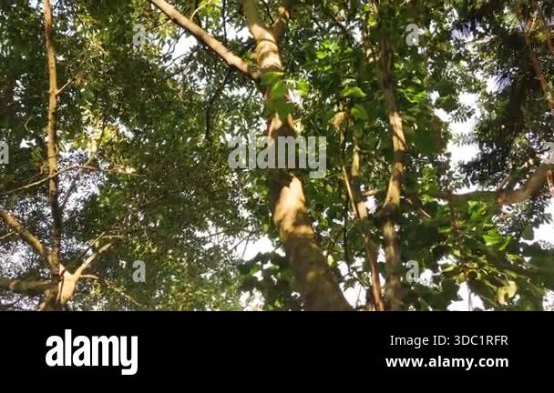 Explore the enchanting beauty of a lush forest and its captivating ...