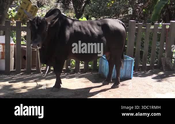 Observing the gentle giant in a sunlit backyard, exploring natures ...