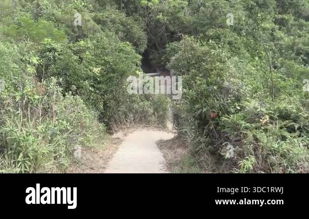 Winding path through lush greenery in a tranquil setting captured at ...