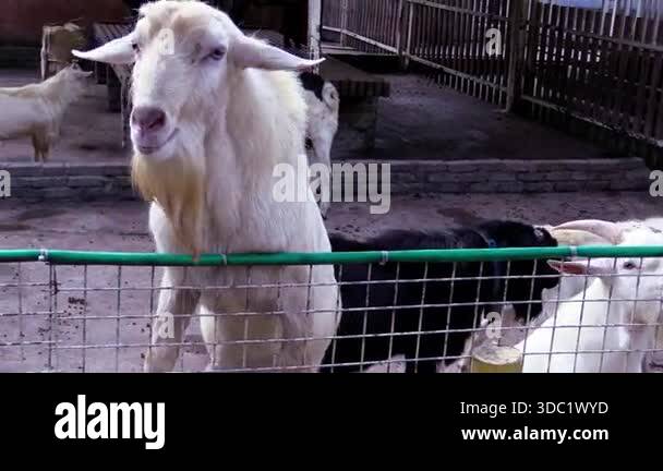 Playful goats frolic in sunny barnyard, captivating moments of farm ...