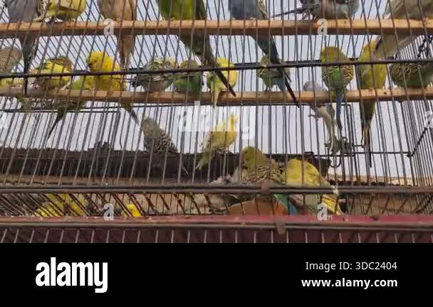 Crowded wire cage filled with colorful pet parakeets, green and yellow ...