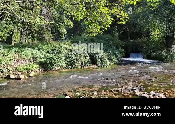 Enjoy a relaxing summer stream landscape nature video featuring clear ...
