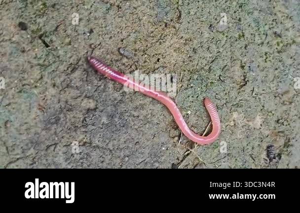 earthworm on damp, mossy soil. The slim, shiny worm curls along the ...