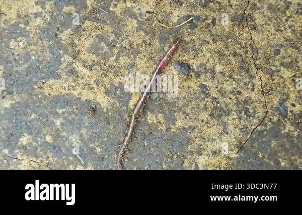 earthworm on damp, mossy soil. The slim, shiny worm curls along the ...