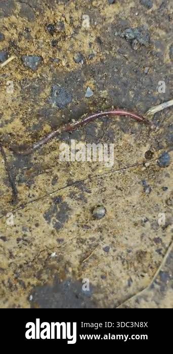 earthworm on damp, mossy soil. The slim, shiny worm curls along the ...