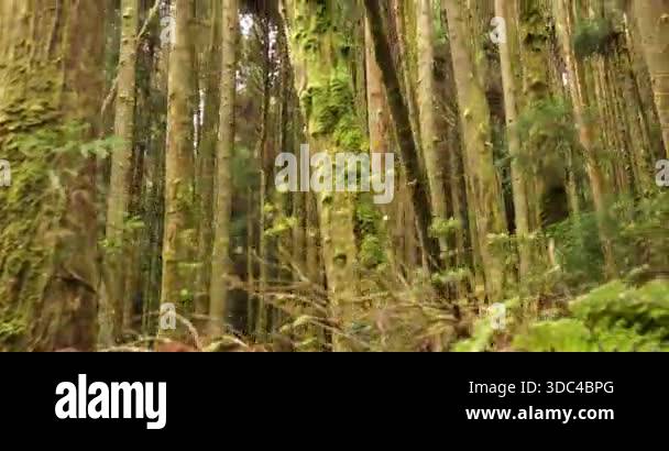 A forest of cryptomeria japonica japanese cedar with green moss growing ...