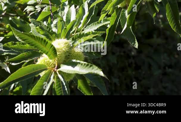 A chestnut tree with green leaves and nuts hanging from it. The ...