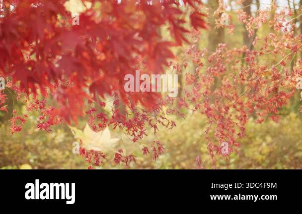 Wind shakes colorful leaves. Leaves falling with motion blur. Windy ...