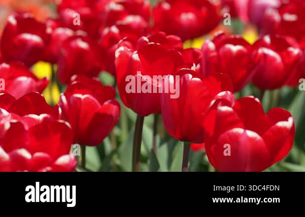 Tulips background. Spring banner. Tulip as a natural spring wallpaper ...