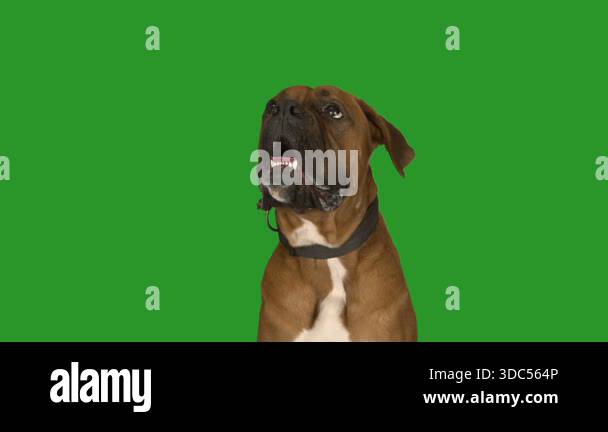 dog boxer on a green screen Stock Video Footage - Alamy
