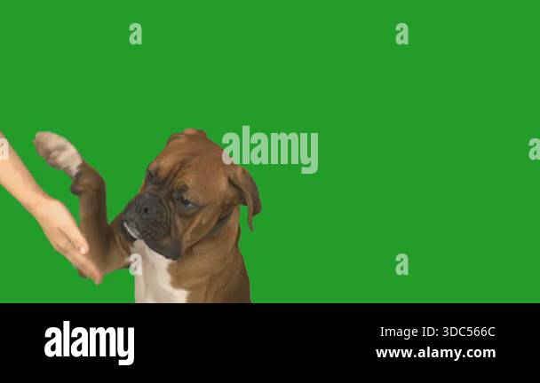 dog boxer on a green screen Stock Video Footage - Alamy