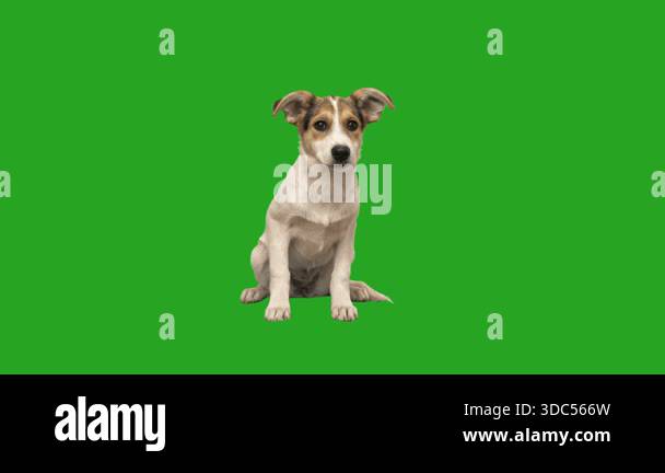 dog looks on the green screen Stock Video Footage - Alamy