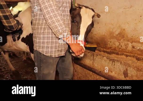 Nose control of a cow by a farmer allows a veterinarian to safely clean ...