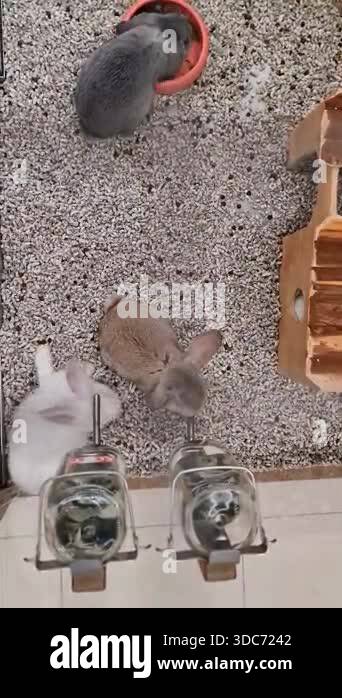 White cute little rabbit in hutch eating special dry meal from blue ...
