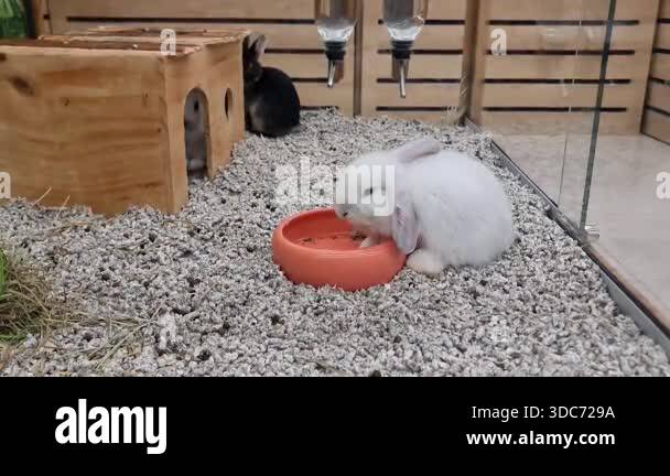 White cute little rabbit in hutch eating special dry meal from blue ...