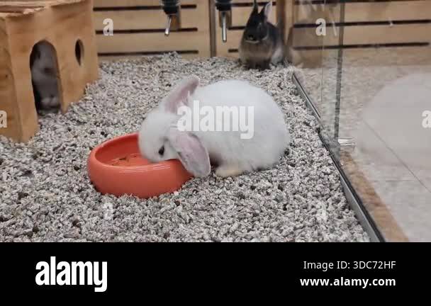 White cute little rabbit in hutch eating special dry meal from blue ...