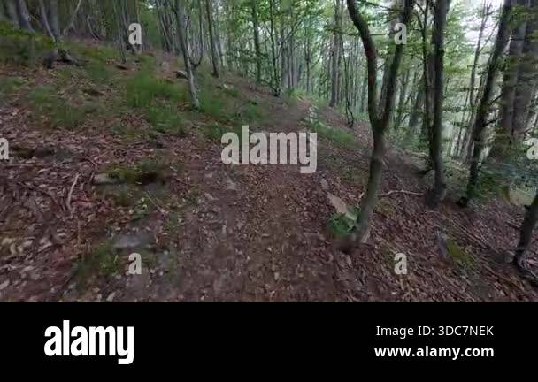 Green narrow leaves covered Stock Videos & Footage - HD and 4K Video ...