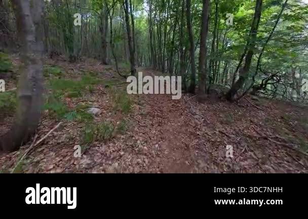 Forward motion along a narrow forest path covered with dry leaves ...