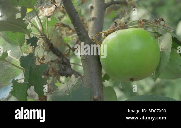 Branch with green apple and pest activity. Webs and caterpillars ...