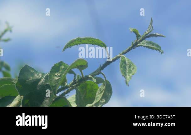 Aphid insects sit on the leaves of an apple tree against a blue sky ...