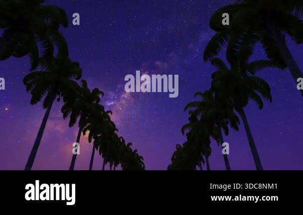 Silhouette palm trees at night. Midnight Palms Under Starry Skies ...