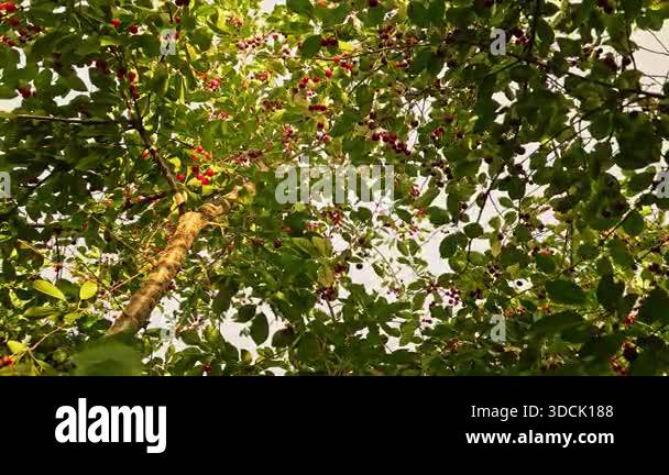Vibrant cherry tree showcases abundant red cherries hanging from ...
