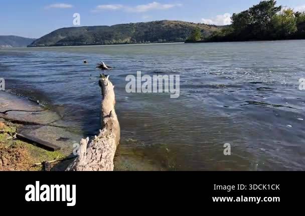 River Bank Footage Video. Watch serene river bank footage capturing ...