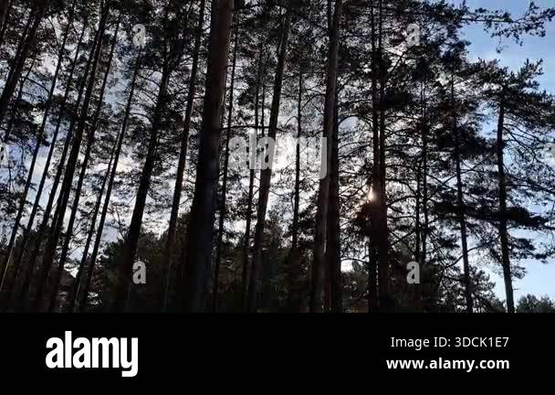 Forest Sunset Time Lapse Video. Watch a beautiful forest sunset time ...
