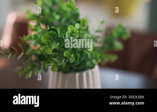 potted green houseplant on table, soft bokeh background, ceramic pot ...