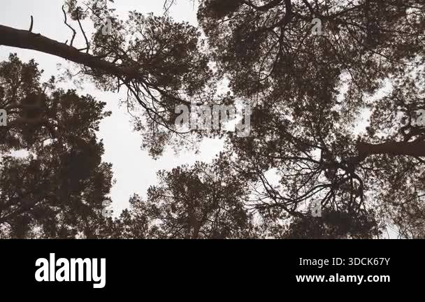 Dark tree branches and leaves form intricate silhouettes against bright ...