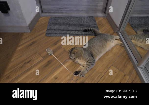Cat pet playing with toy mouse. Scottish fold cat girl. Cat domestic in ...