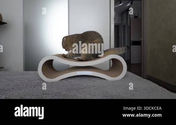Scottish Fold cat sharpens its claws on a cardboard scratching post ...