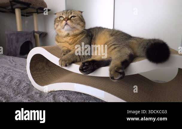 Close-up. Scottish Fold cat girl, lies on cardboard scratching post ...