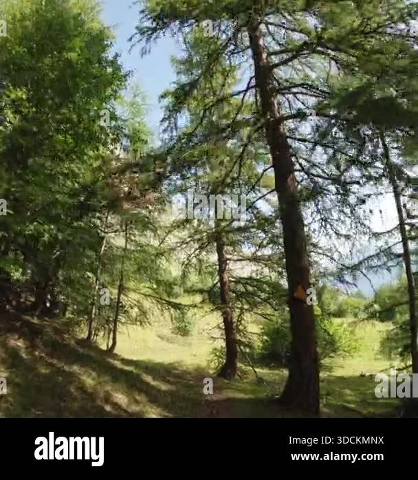 Hiking Trail With Yellow Avalanche Warning Sign On Tree In Forest Stock ...