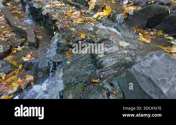 A stream of water from a creek falls onto a rock with fallen yellow ...