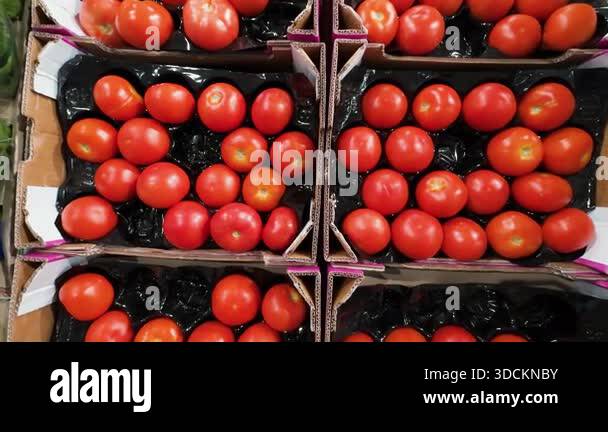 Fresh red tomatoes packaged in black plastic trays for market sale ...
