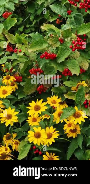 Yellow flowers near viburnum. Heliopsis and viburnum bush nearby ...