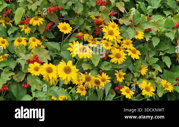 Yellow flowers near viburnum. Heliopsis and viburnum bush nearby ...