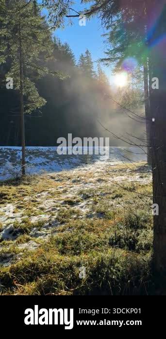 Natural landscape in the forest, mountainous terrain, coniferous trees ...