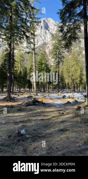 Natural landscape in the forest, mountainous terrain, coniferous trees ...