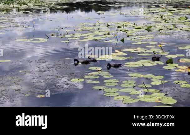 Common coot. Small black bird with white beak swimming on river among ...