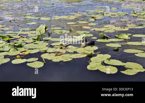 Common coot. Small black bird with white beak swimming on river among ...