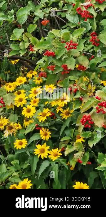 Yellow flowers near viburnum. Heliopsis and viburnum bush nearby ...
